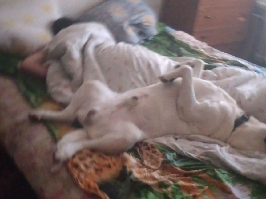 Кобель лабрадора вязка