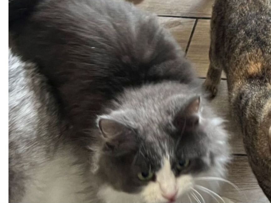 Котик сибирский