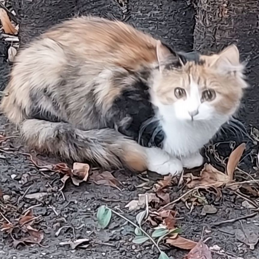 Котёнок в добрые руки