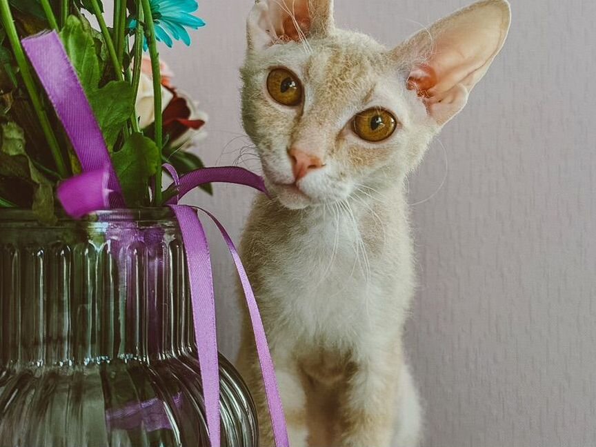 Сфинкс
