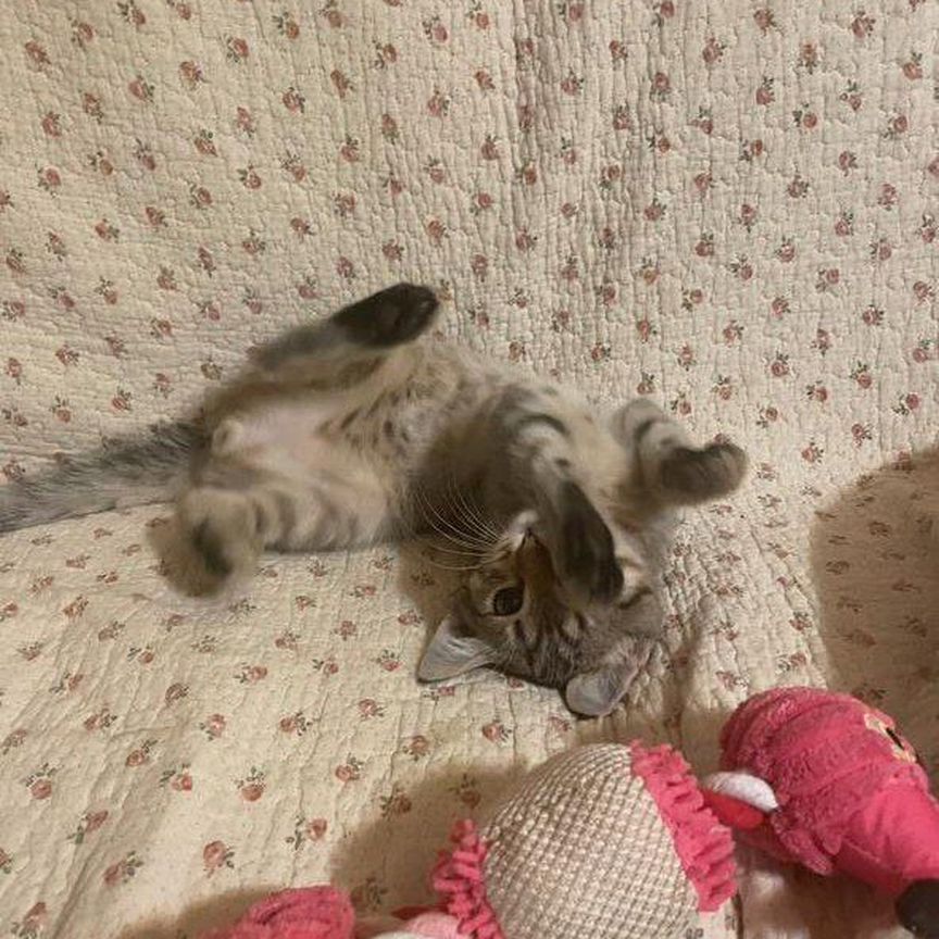 Чудесный котик в добрые руки