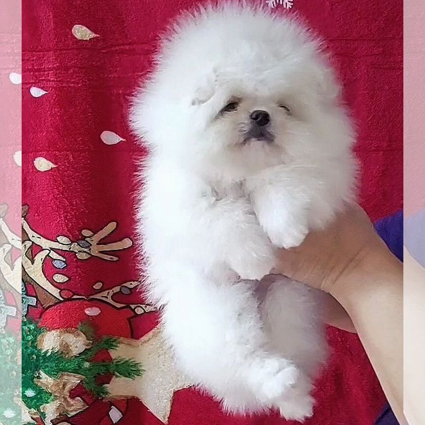 Щенки шпица