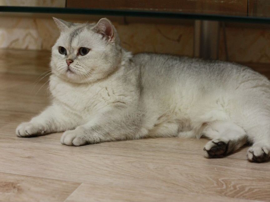Серебристая шиншилла