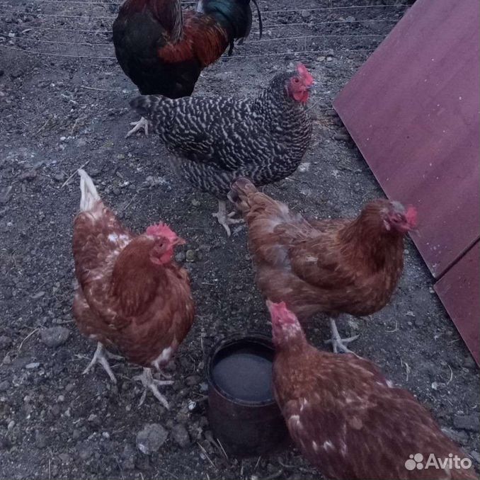 Куры несушки продам