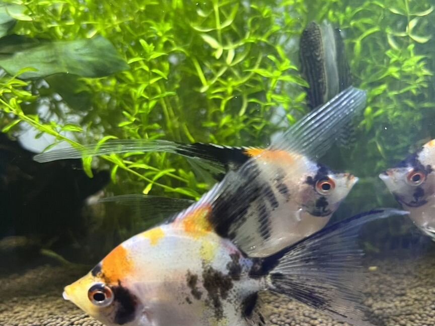 2 рыбы скалярии