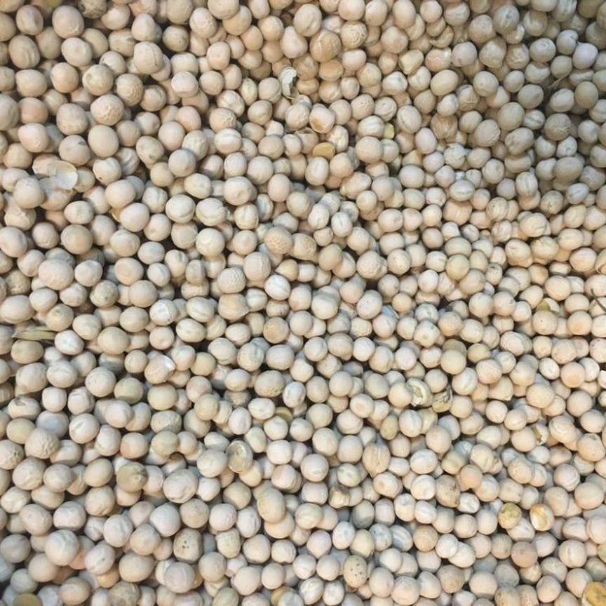 Горох кормовой