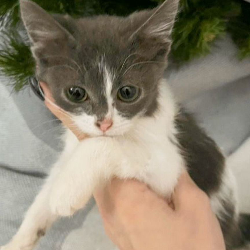 Новогодний котенок