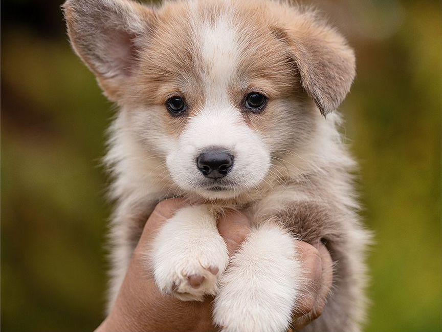 Щенки кобели вельш корги пемброк