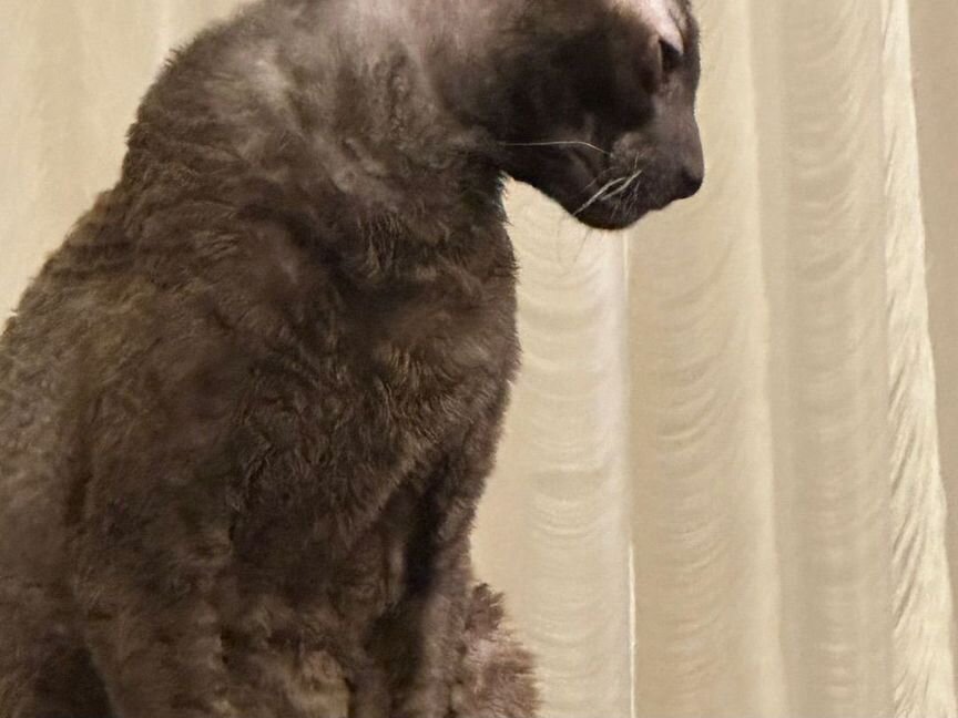 Замечательный котик