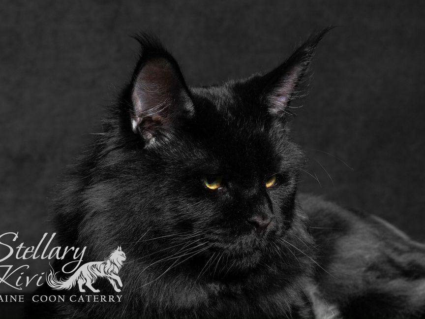 Шикарные Мейн-куны