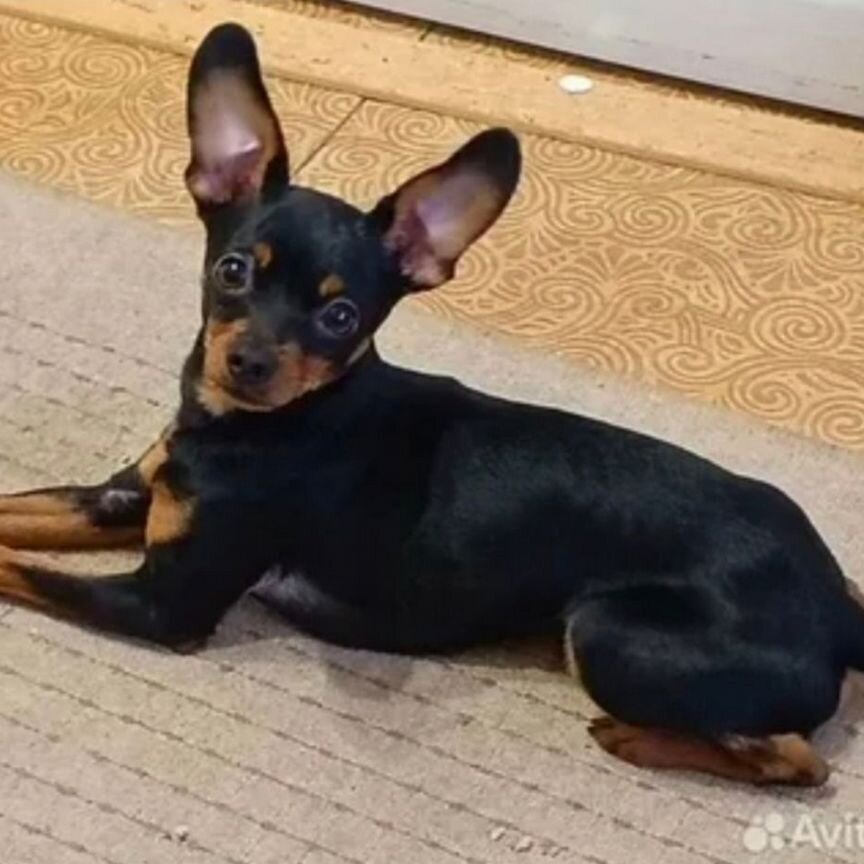 Русский той-терьер, взрослый пёс