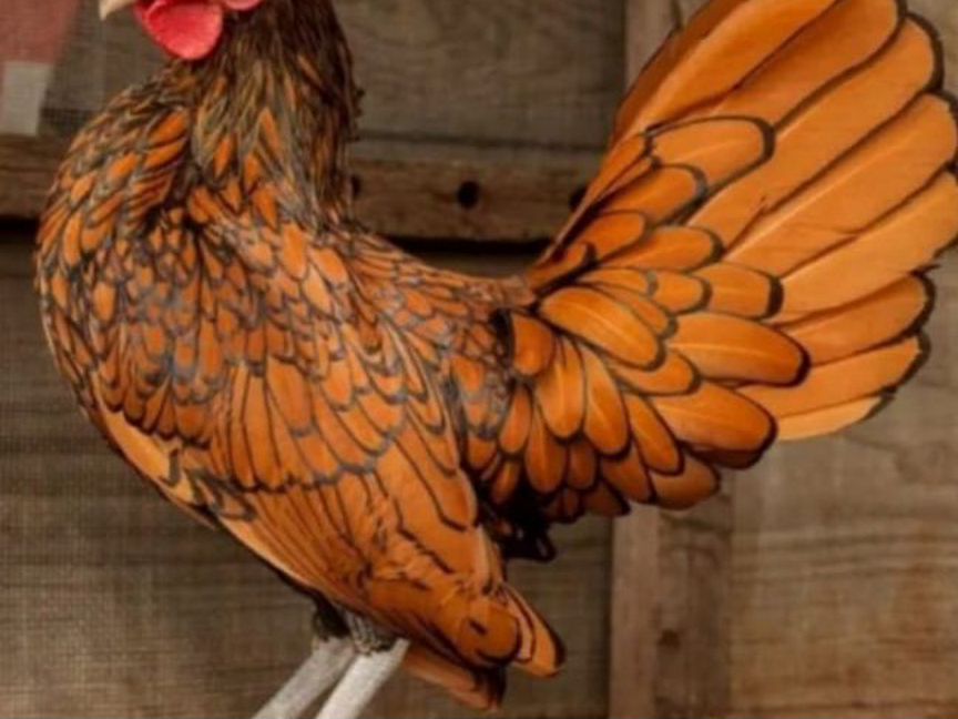 Инкубационное яйцо