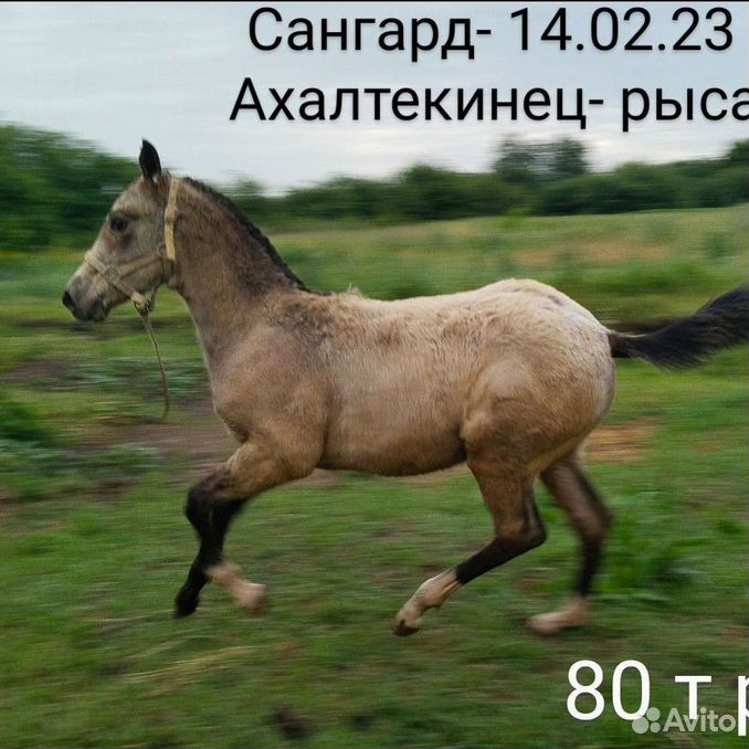 4 Ахалтекинские лошади. Адира -Шаэль и дочки