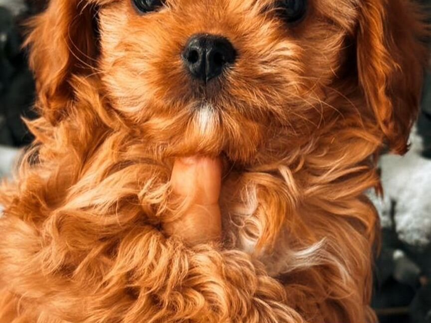 Кавапу мальчики и девочки