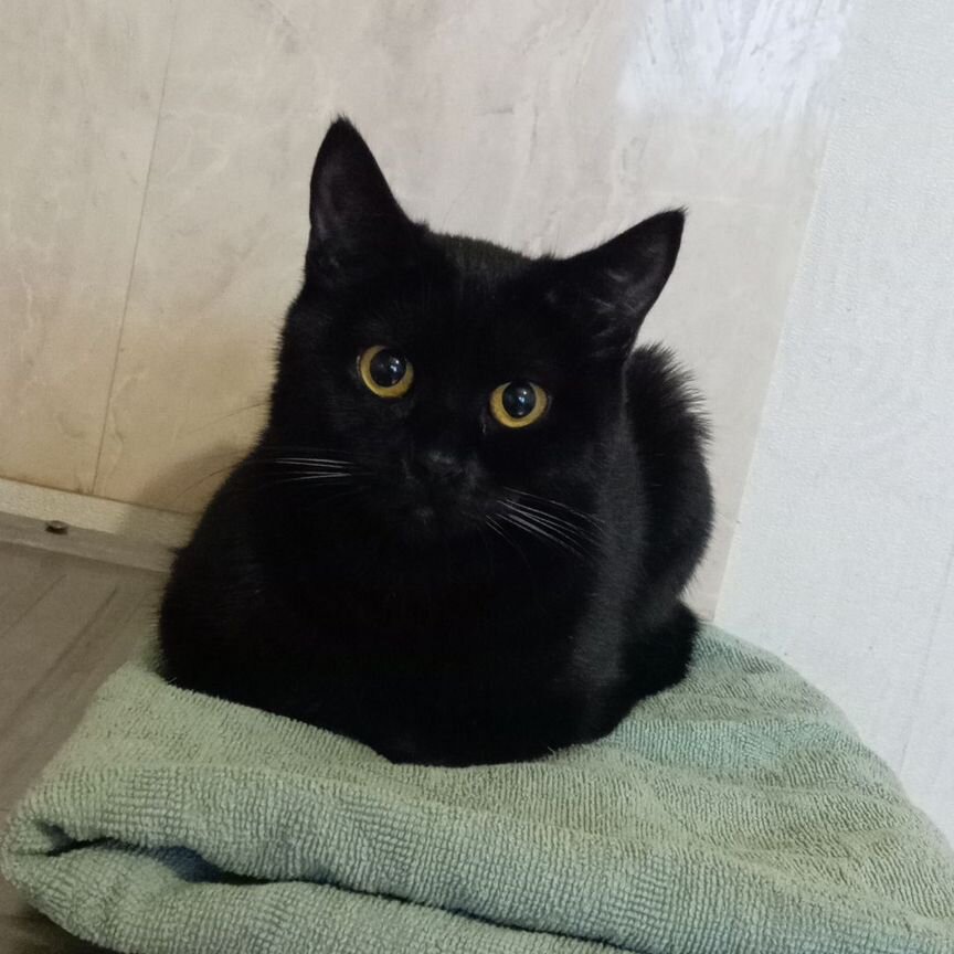 Черная кошка
