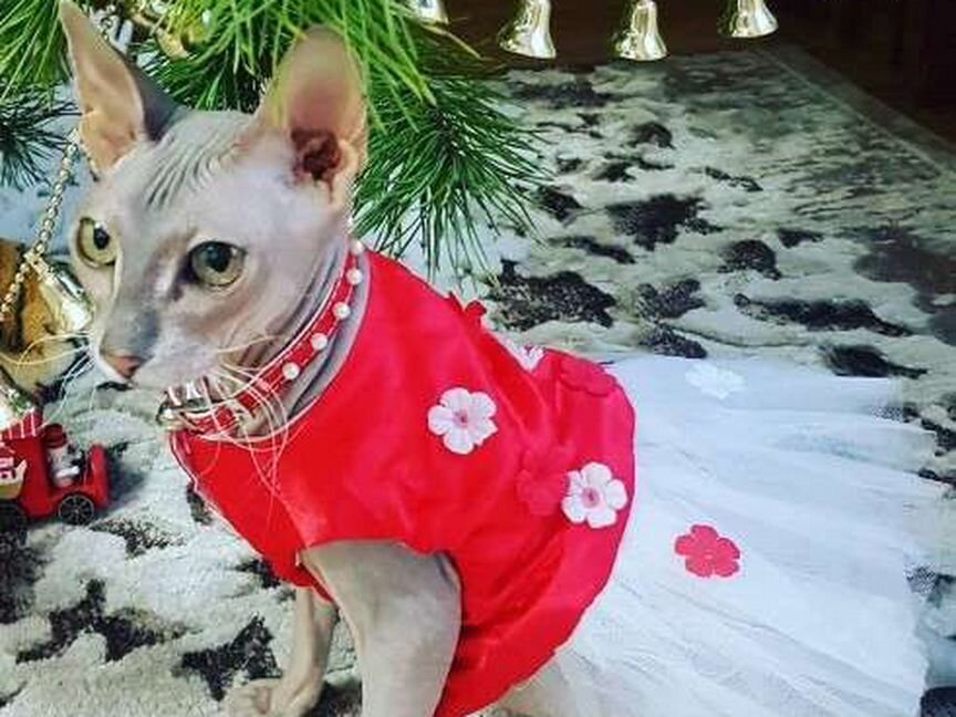 Одежда для животных