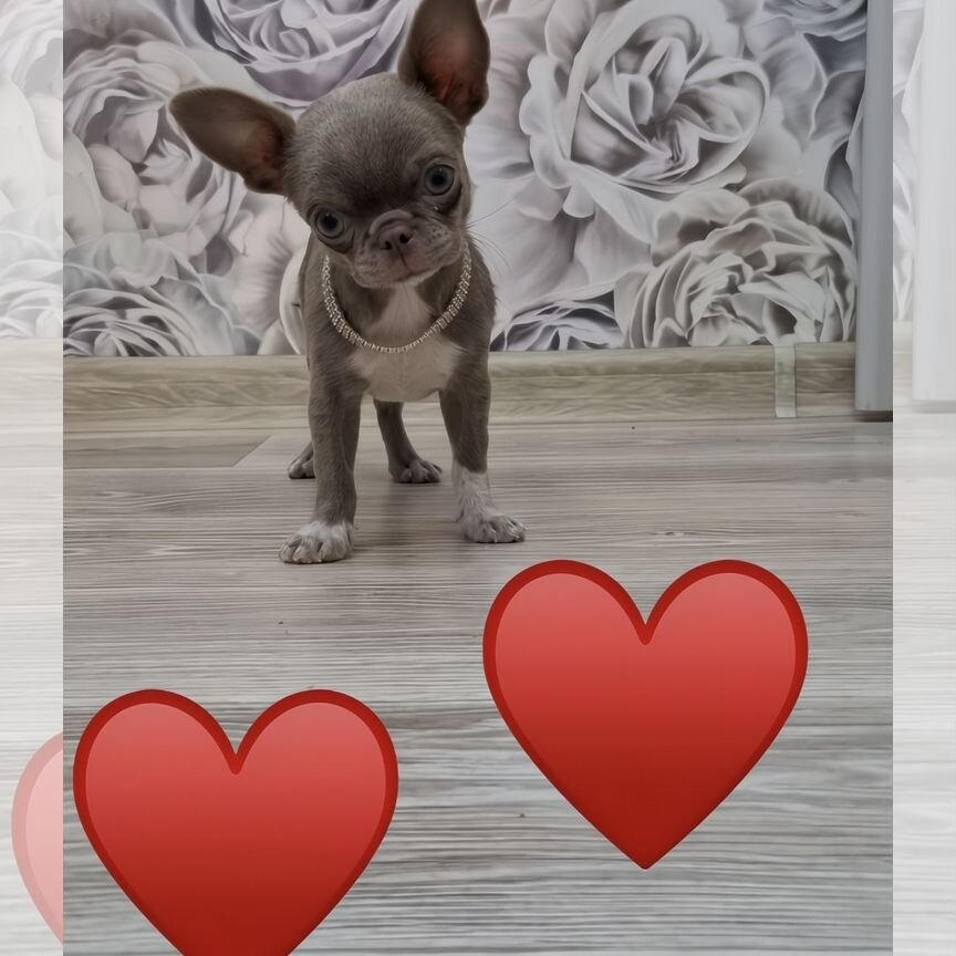 Чихуахуа, щенок