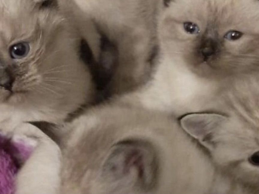 Шотландская вислоухая кошечка