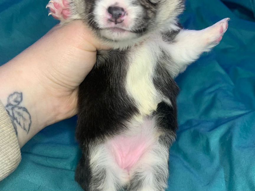 Щенки вельш корги пемброк