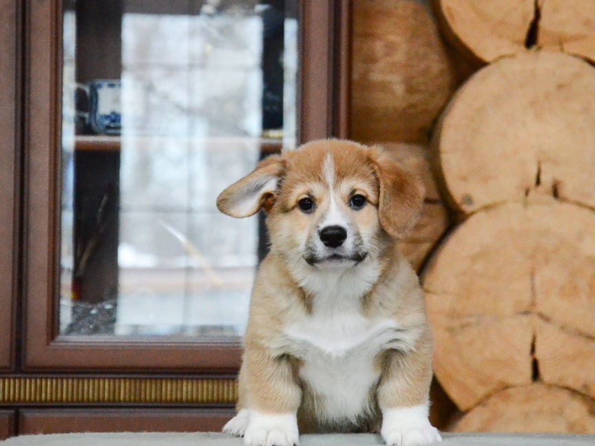 Вельш корги пемброк