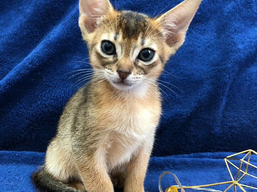 Абиссинские котята
