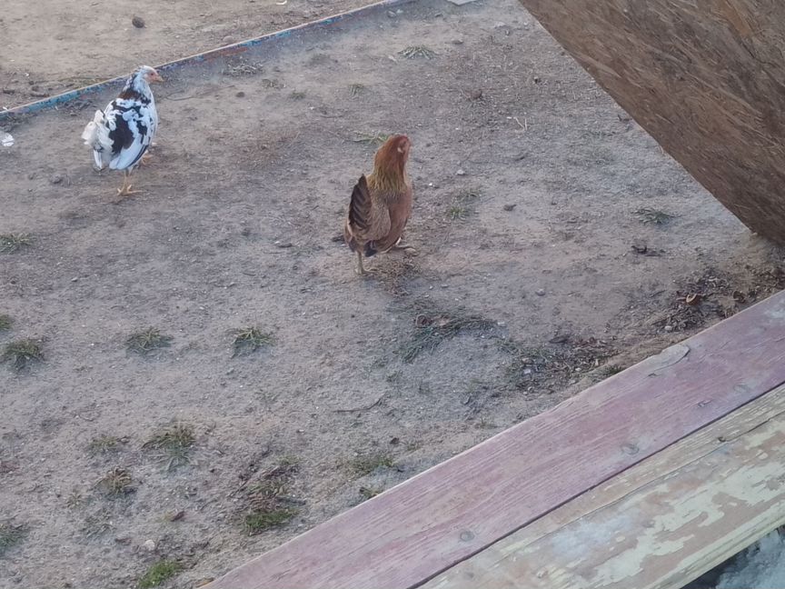 Карликовые куры