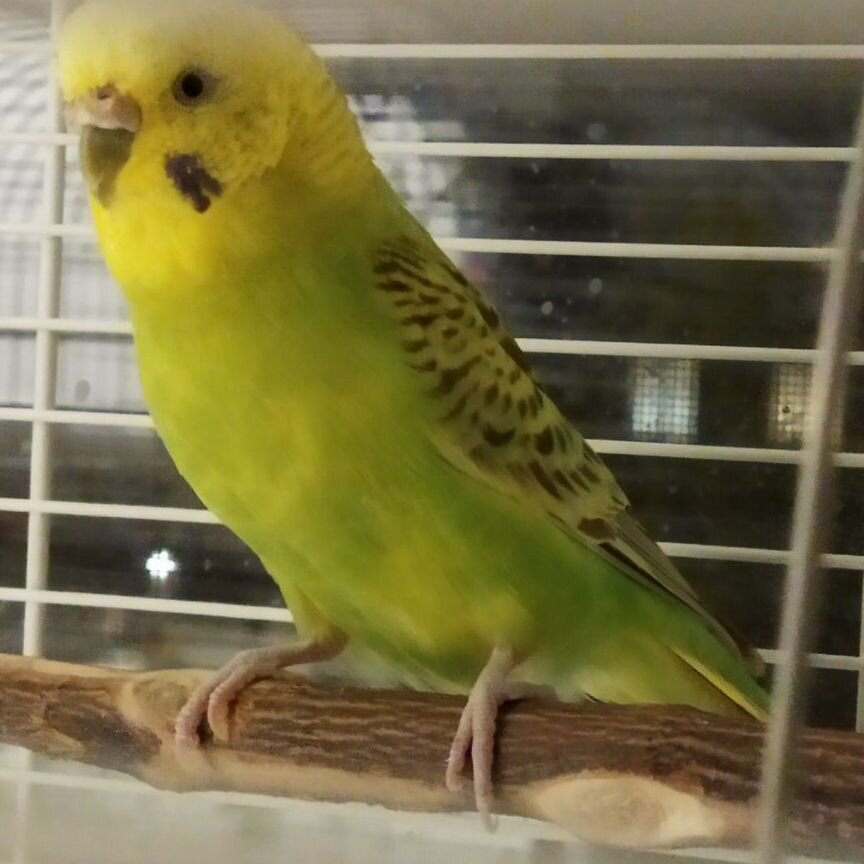 Попугай волнистый самка продажа/обмен