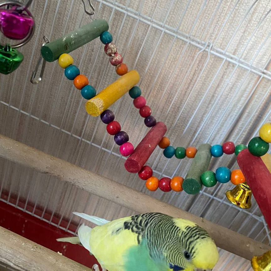 Волнистый попугай с клеткой