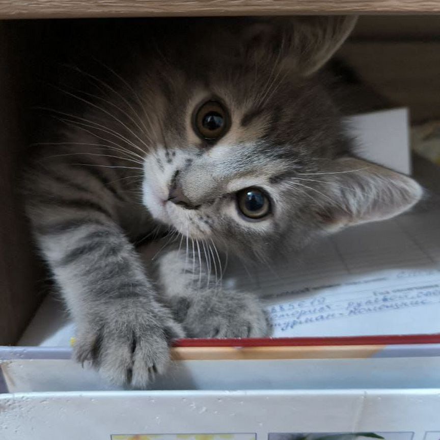 Котëнок в дар