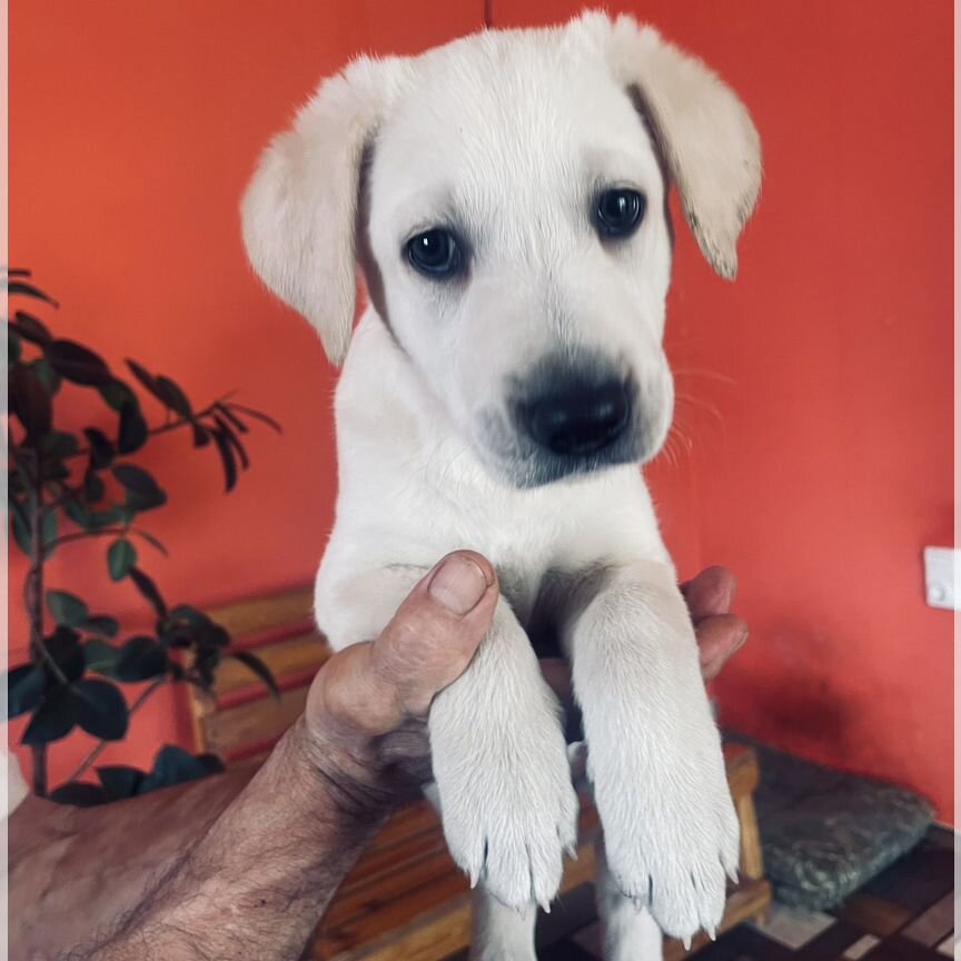 Щенок в добрые руки