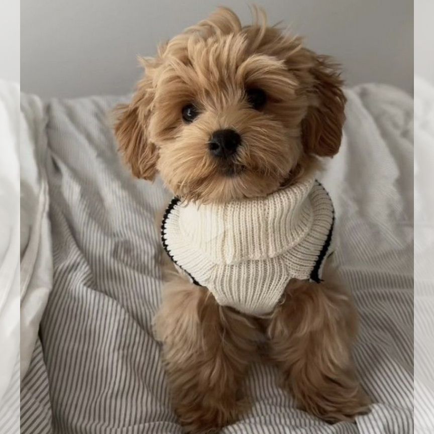 Мальтипу, щенок