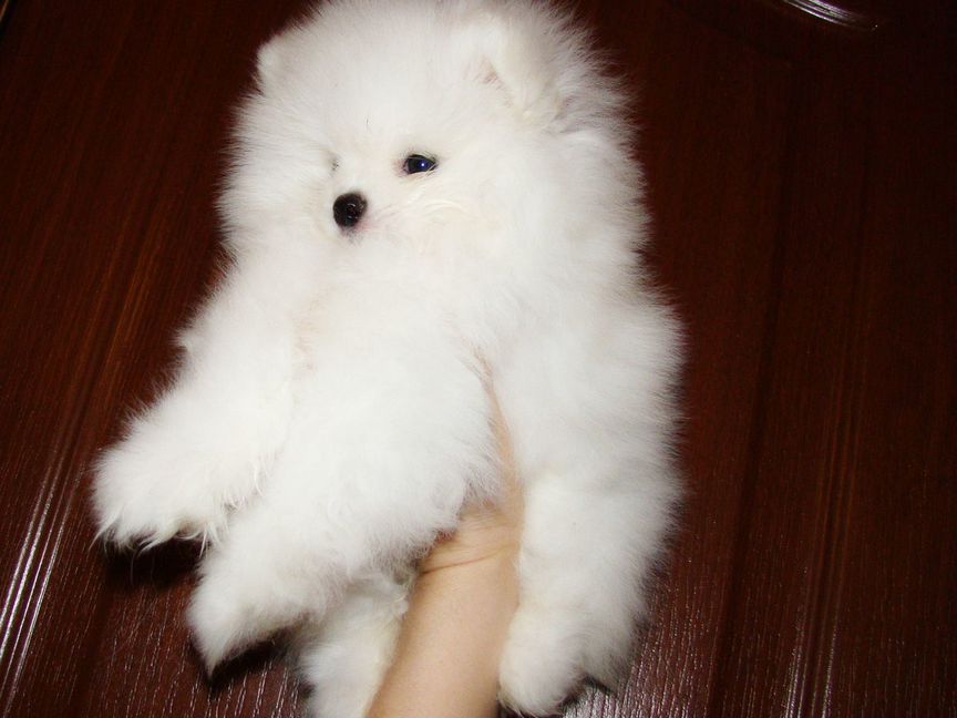 Шпиц мальчик мини красавчик