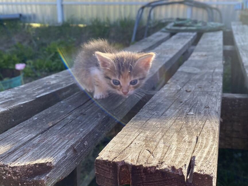 Отдадим котят от кошки мышеловки