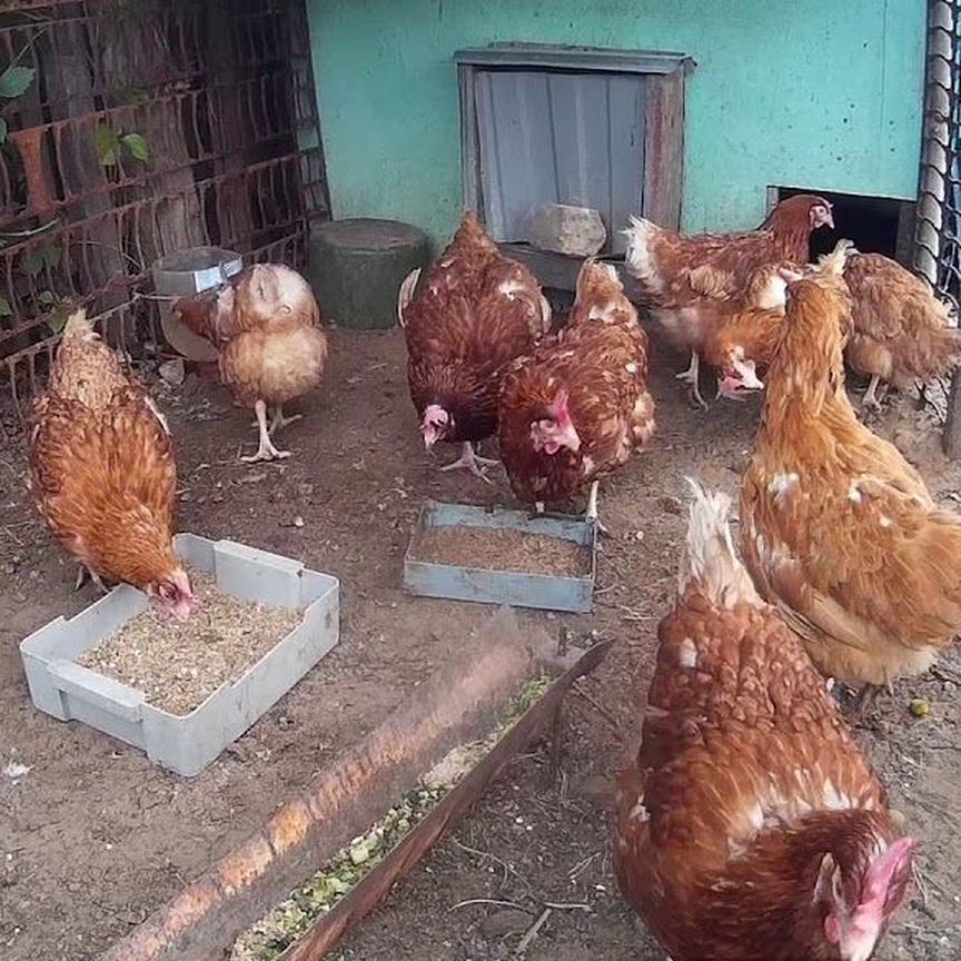Куры по району бесплатная доставка