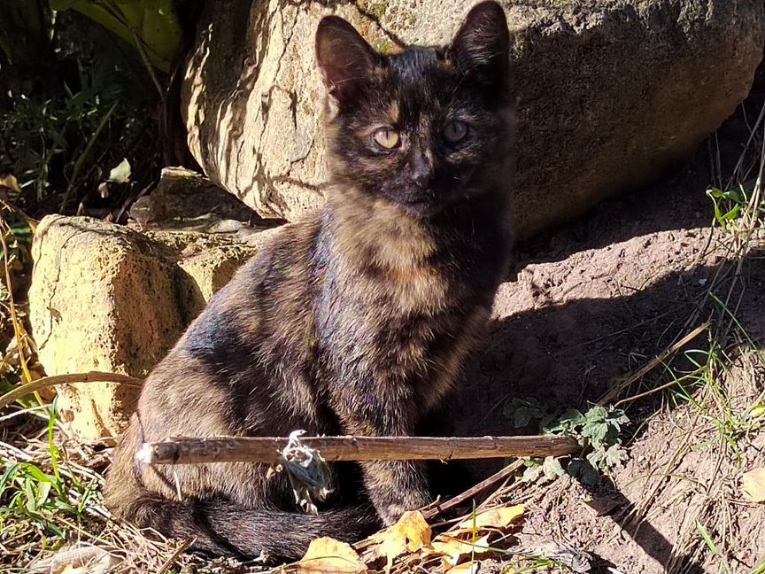 Красивые трехцветные котята