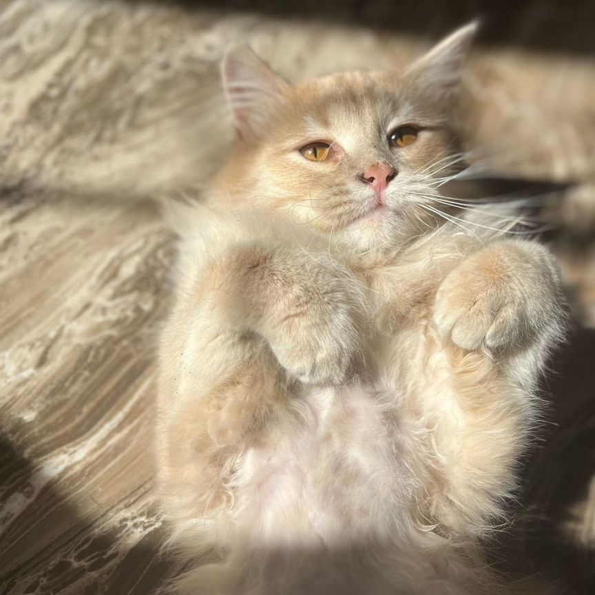 Отдам котенка в добрые руки мальчика