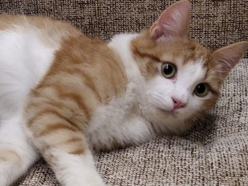 Кнопик ищет семью., 6 месяцев