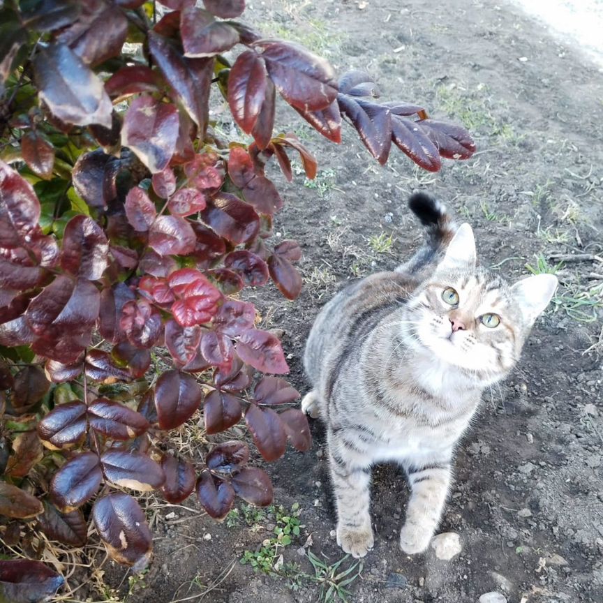 Котенок-подросток