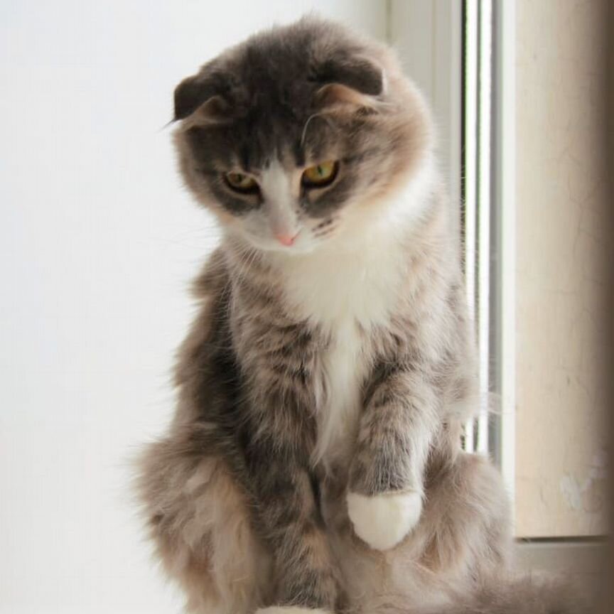 Кошечка Капитоша