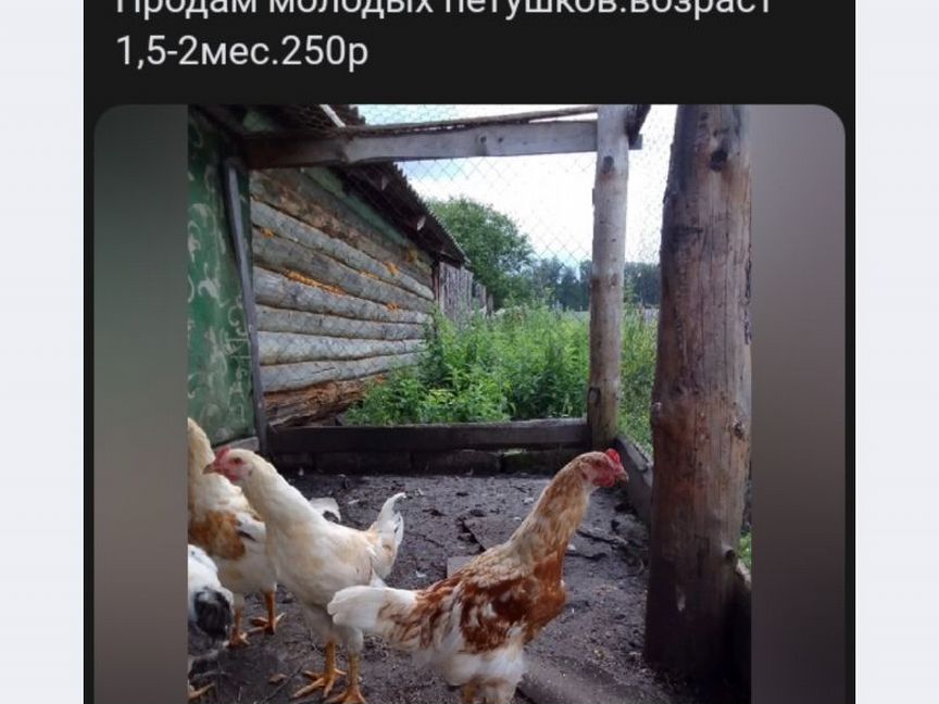 Молодые петухи