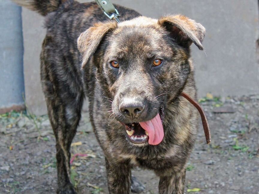 Крупный пёс Тайгер в добрые руки