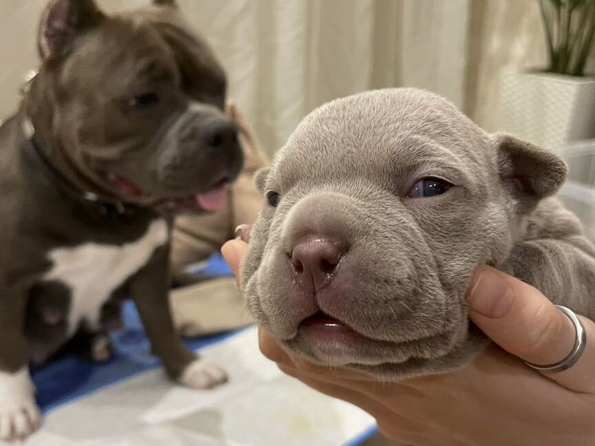 Американский булли покет щенки