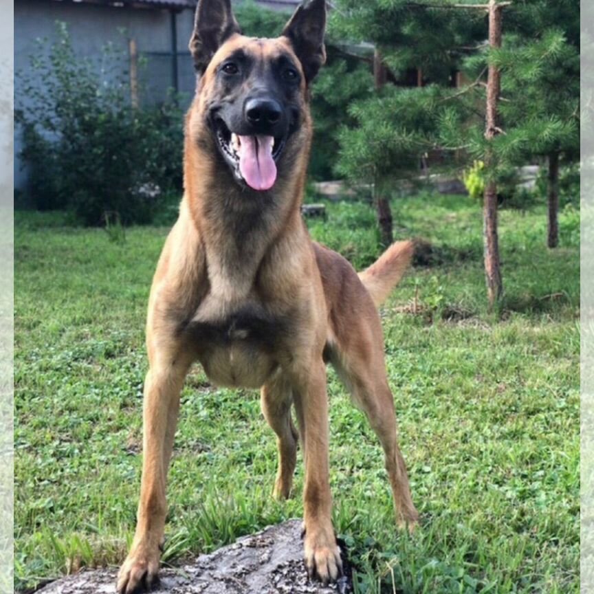 Щенки малинуа