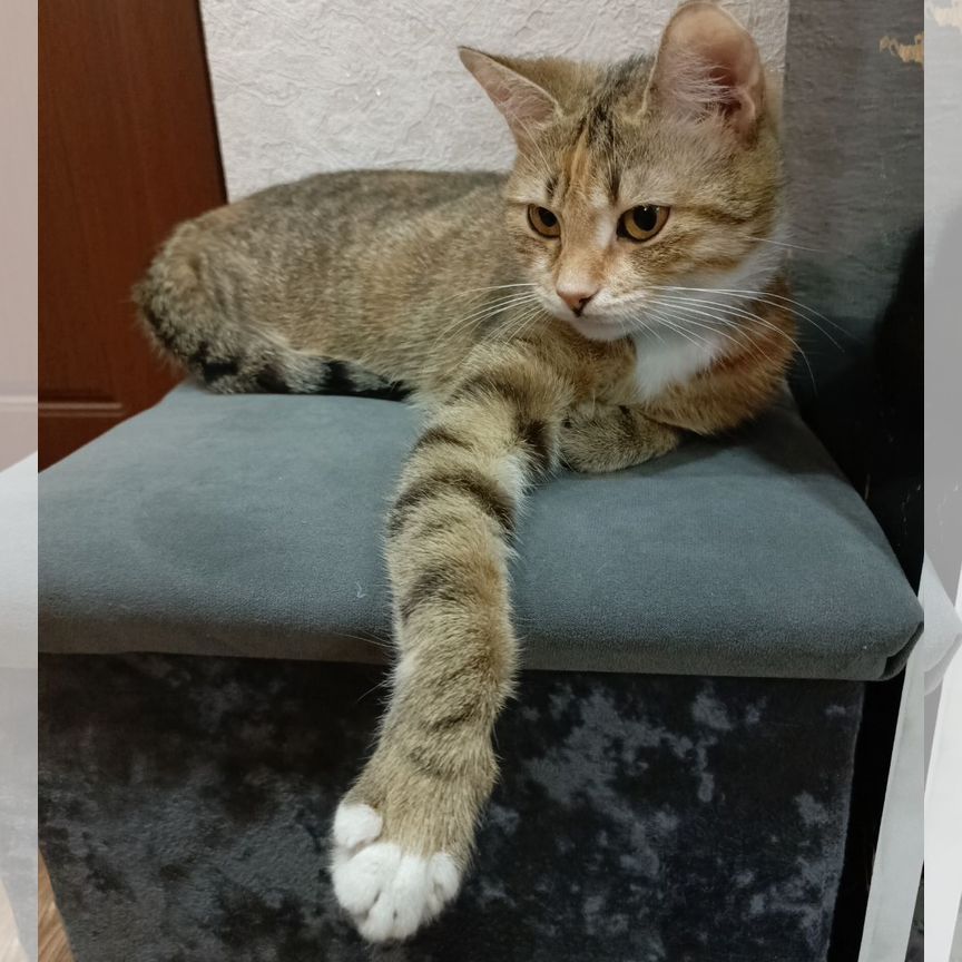 Отдам продам кошку