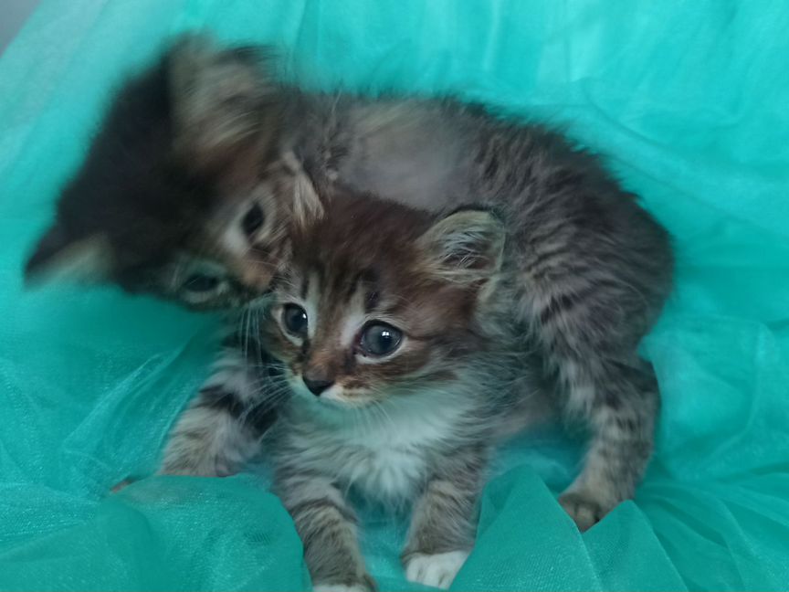 Котята девочки 1.5 месяца