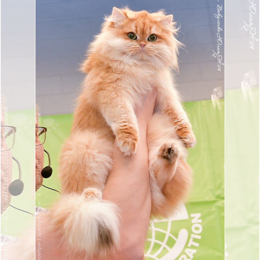 Британский кот