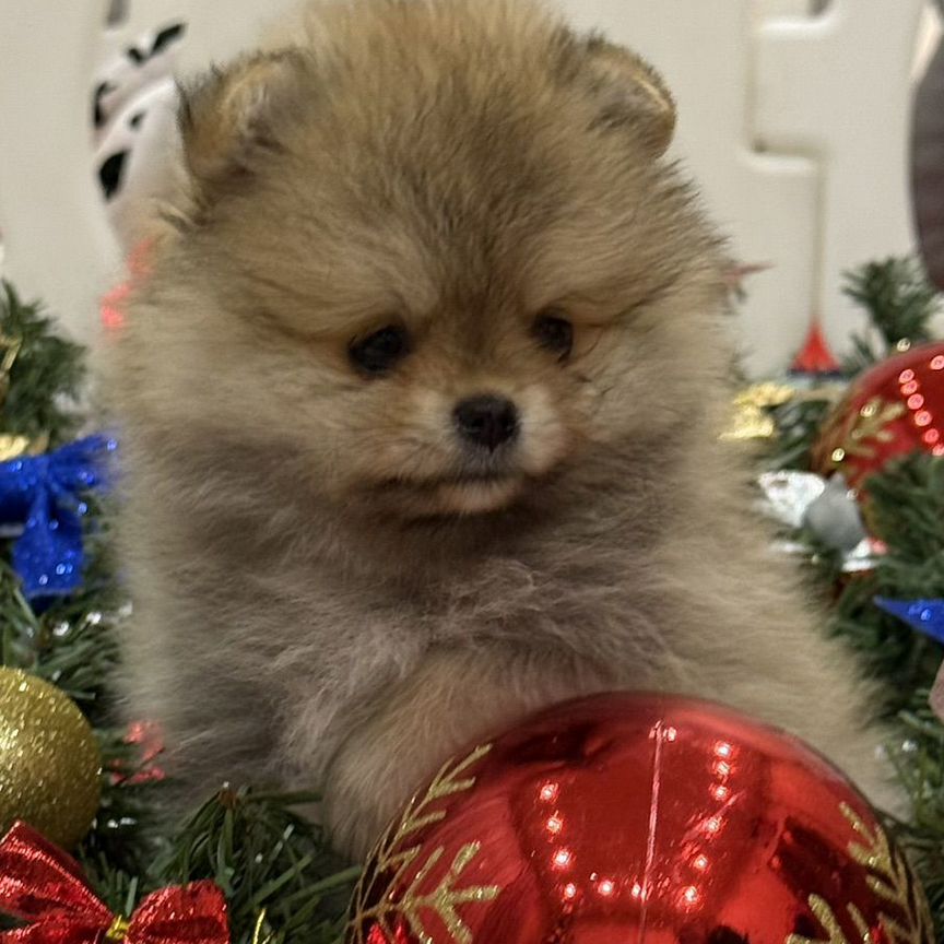 Померанский шпиц, щенок