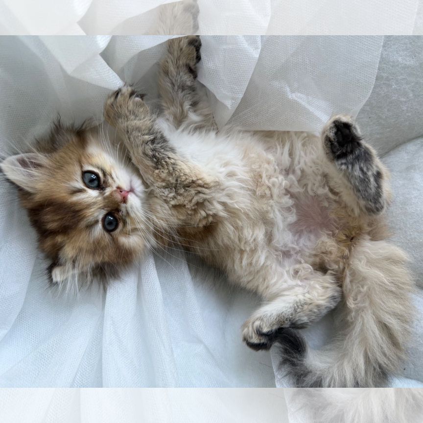 Британский длинношёрстный котёнок