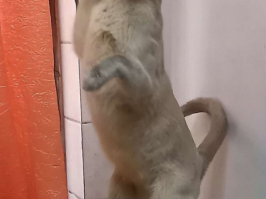 Европейская бурма