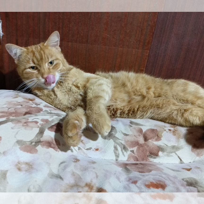 Перепел техасский